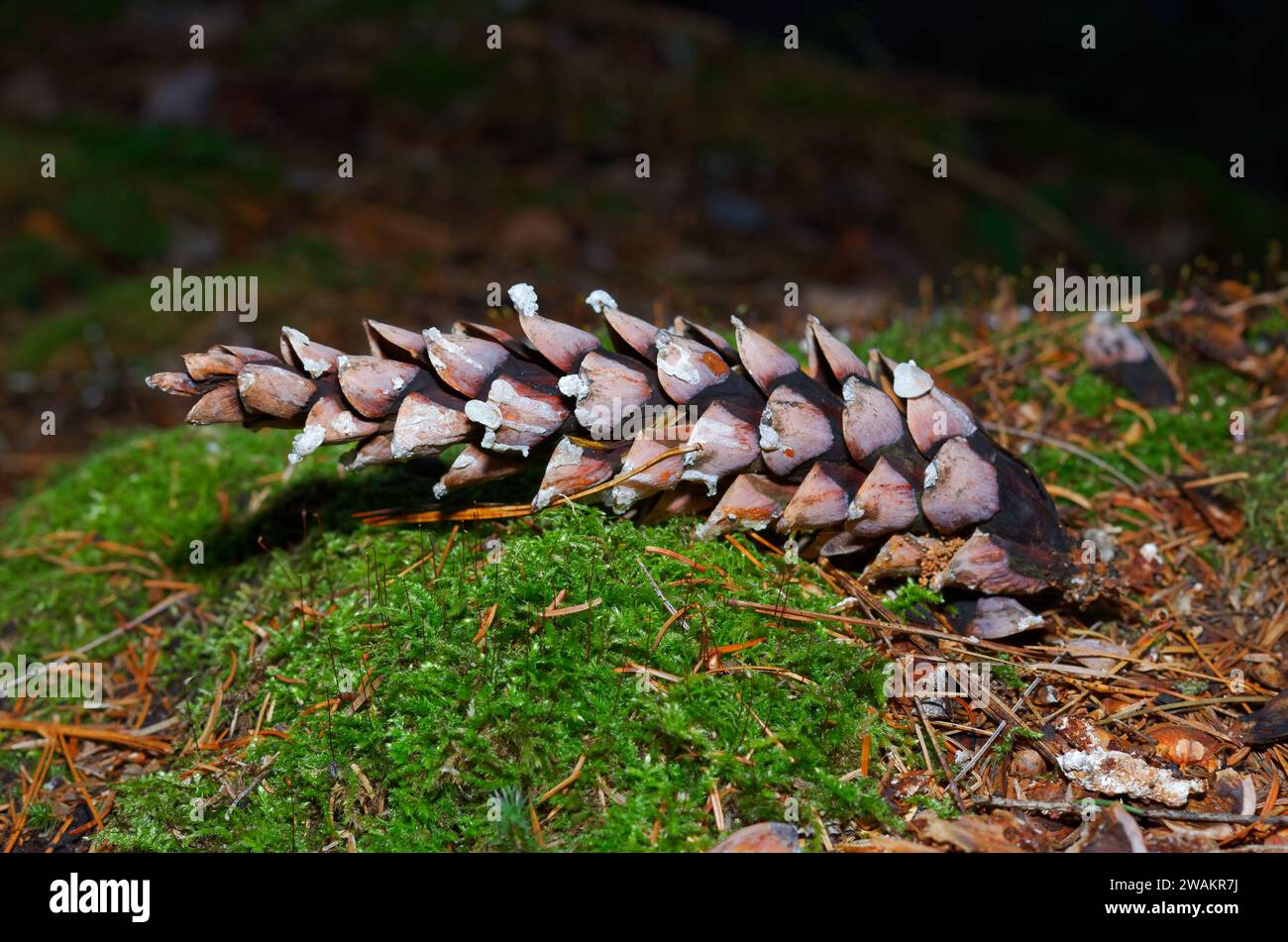 Pine cone laying on the ground in the forest. Quebec,Canada Stock Photo ...