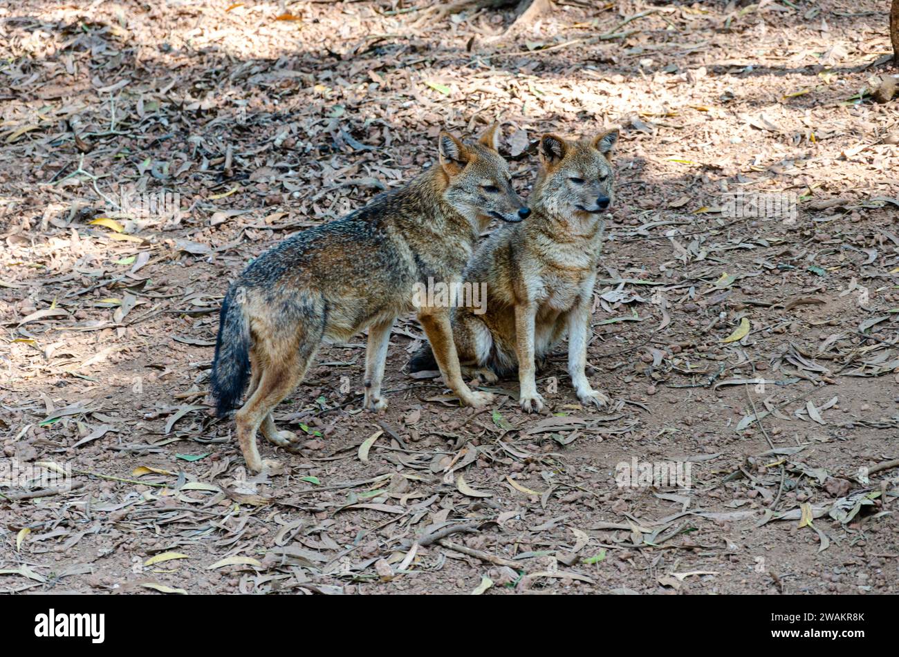 Jackals zoo hi-res stock photography and images - Alamy