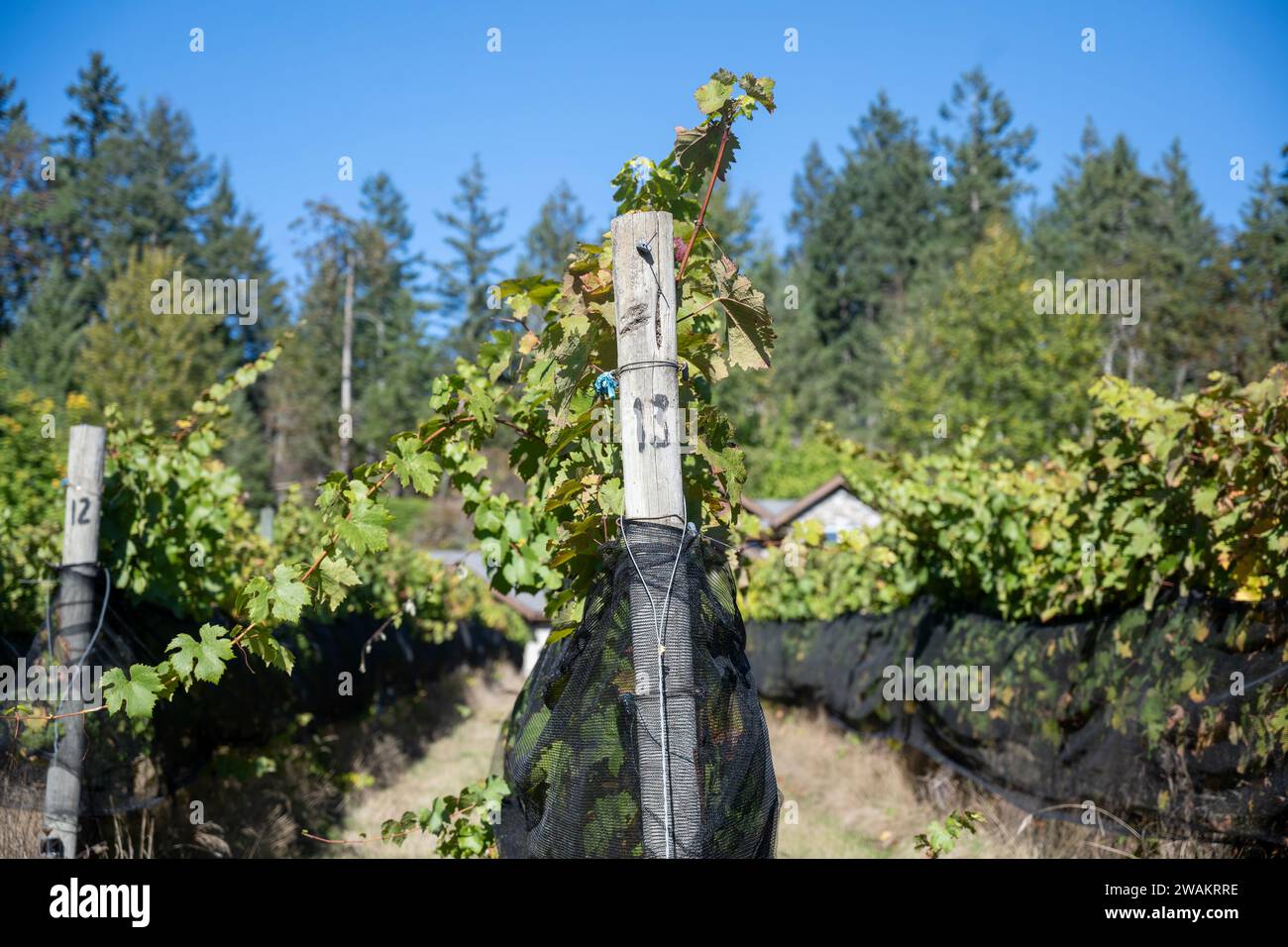 Vines in small vineyard Stock Photo - Alamy