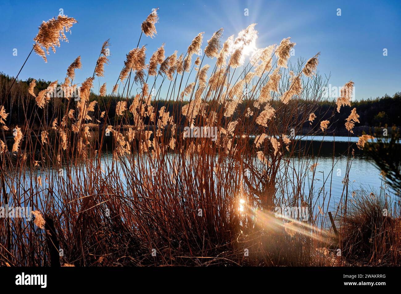 Filigree reed in the backlight of the evening sun with sun reflection ...