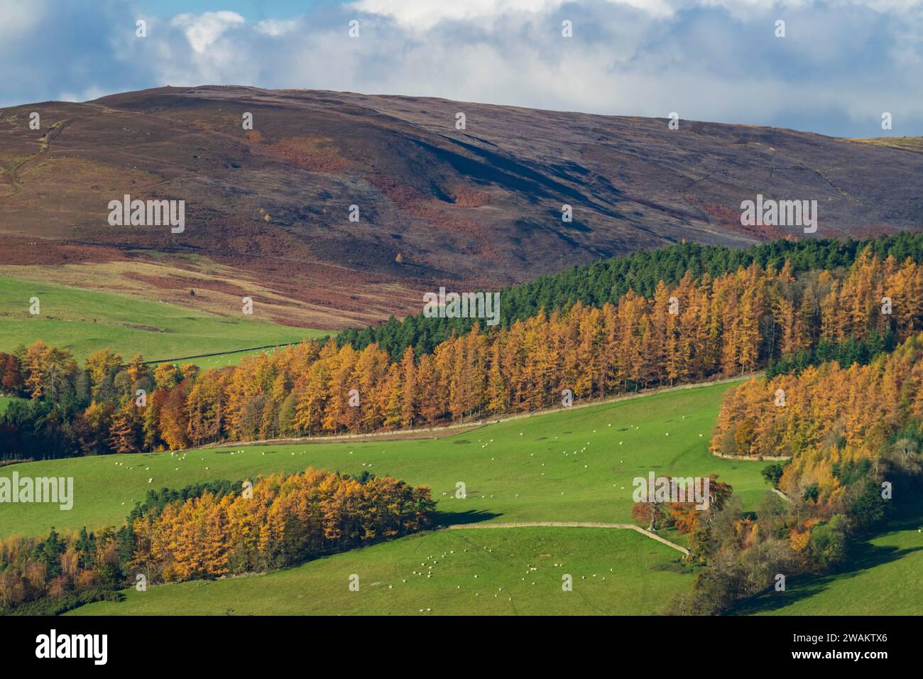 Selkirk, Scottish Borders, in autumn view from the gold course Stock ...