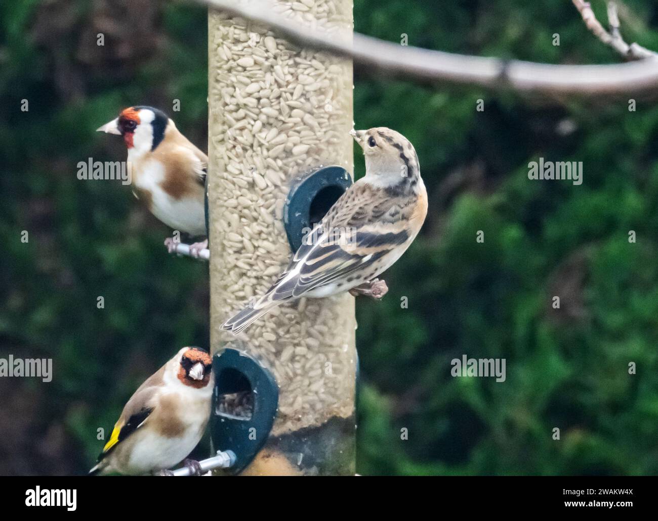 A female Brambling; Fringilla montifringilla and Goldfinch, Carduelis ...