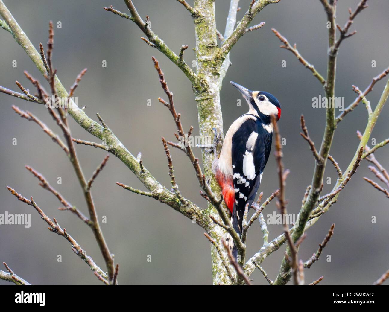 A Great Spotted Woodpecker, Dendrocopus major in a garden in Ambleside ...
