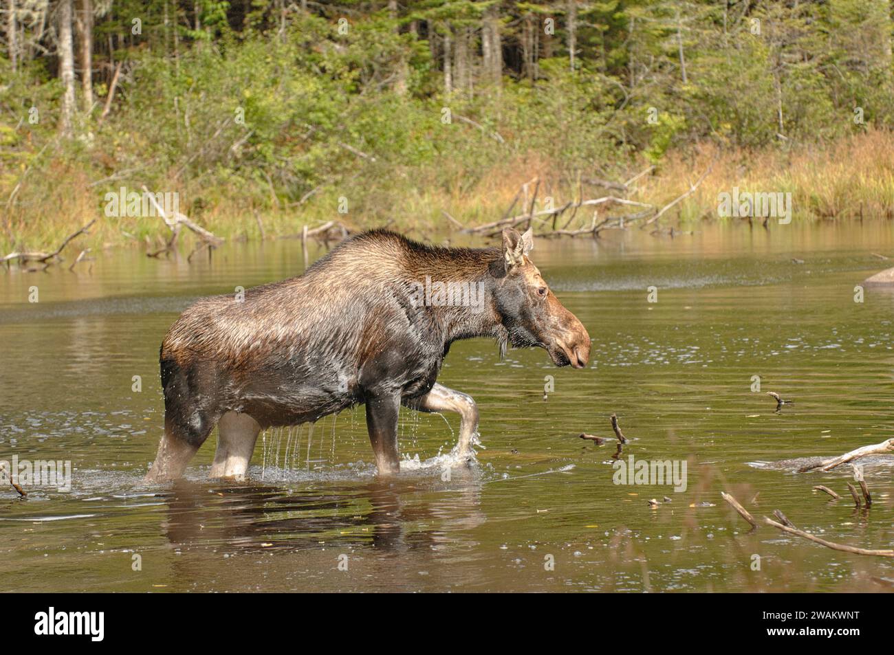 Young river north branch hi-res stock photography and images - Alamy