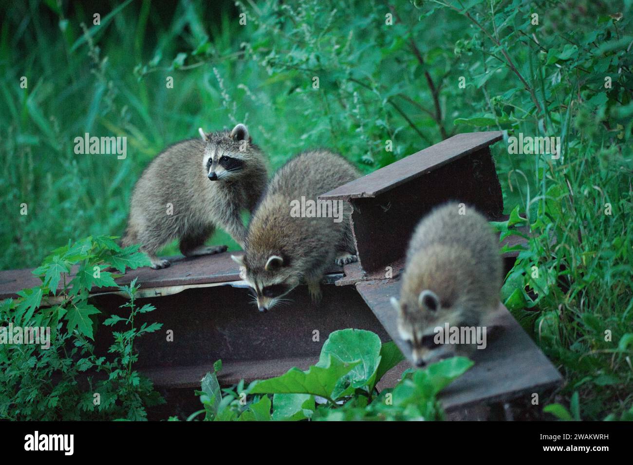 Three raccoons hi-res stock photography and images - Alamy
