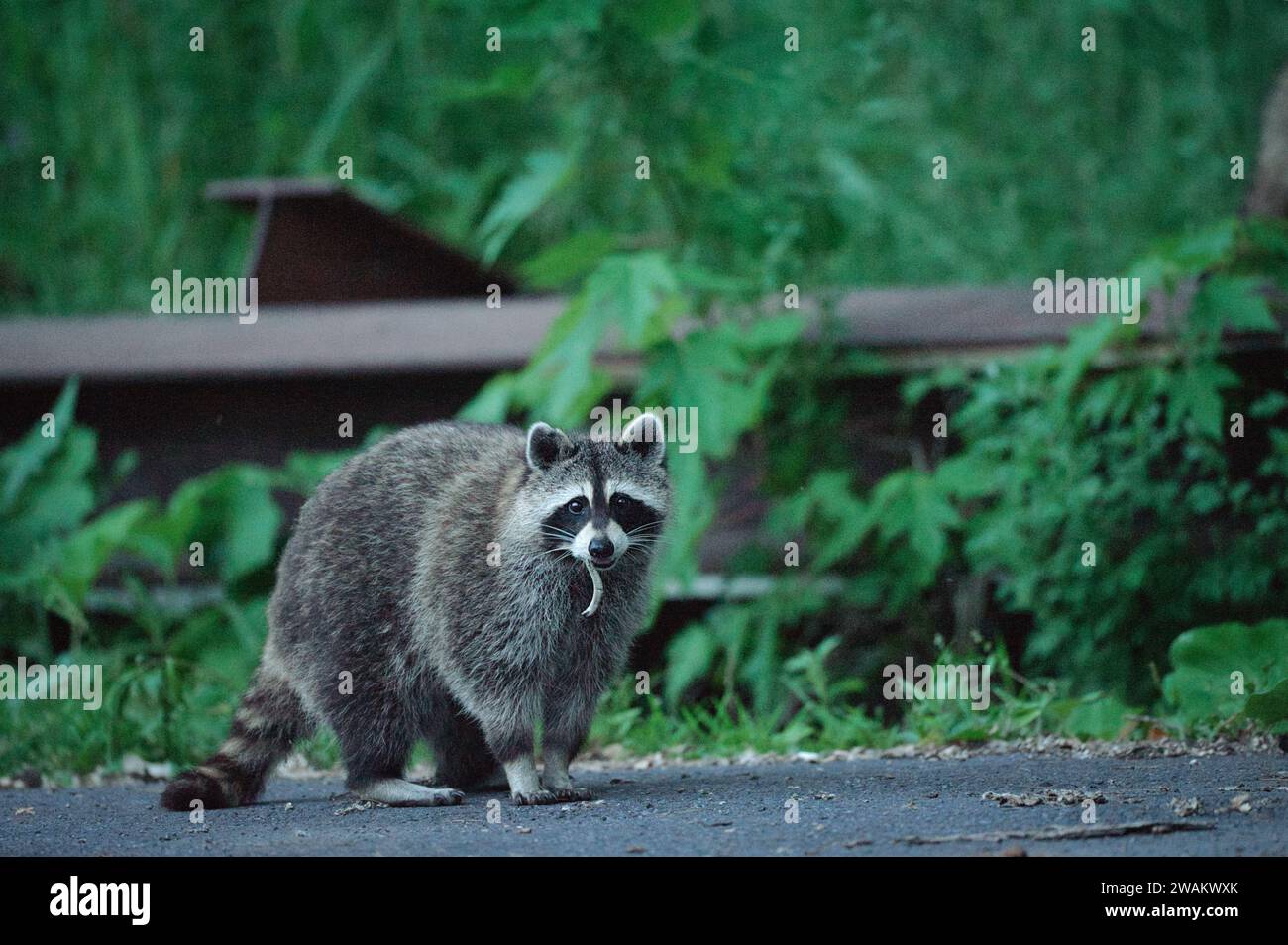 Raccoon coat hi-res stock photography and images - Alamy