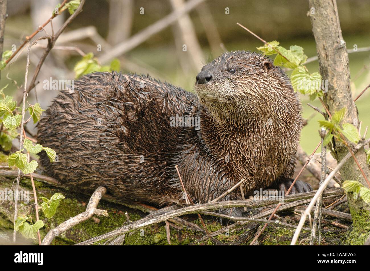 North american river otter swimming hi-res stock photography and images ...