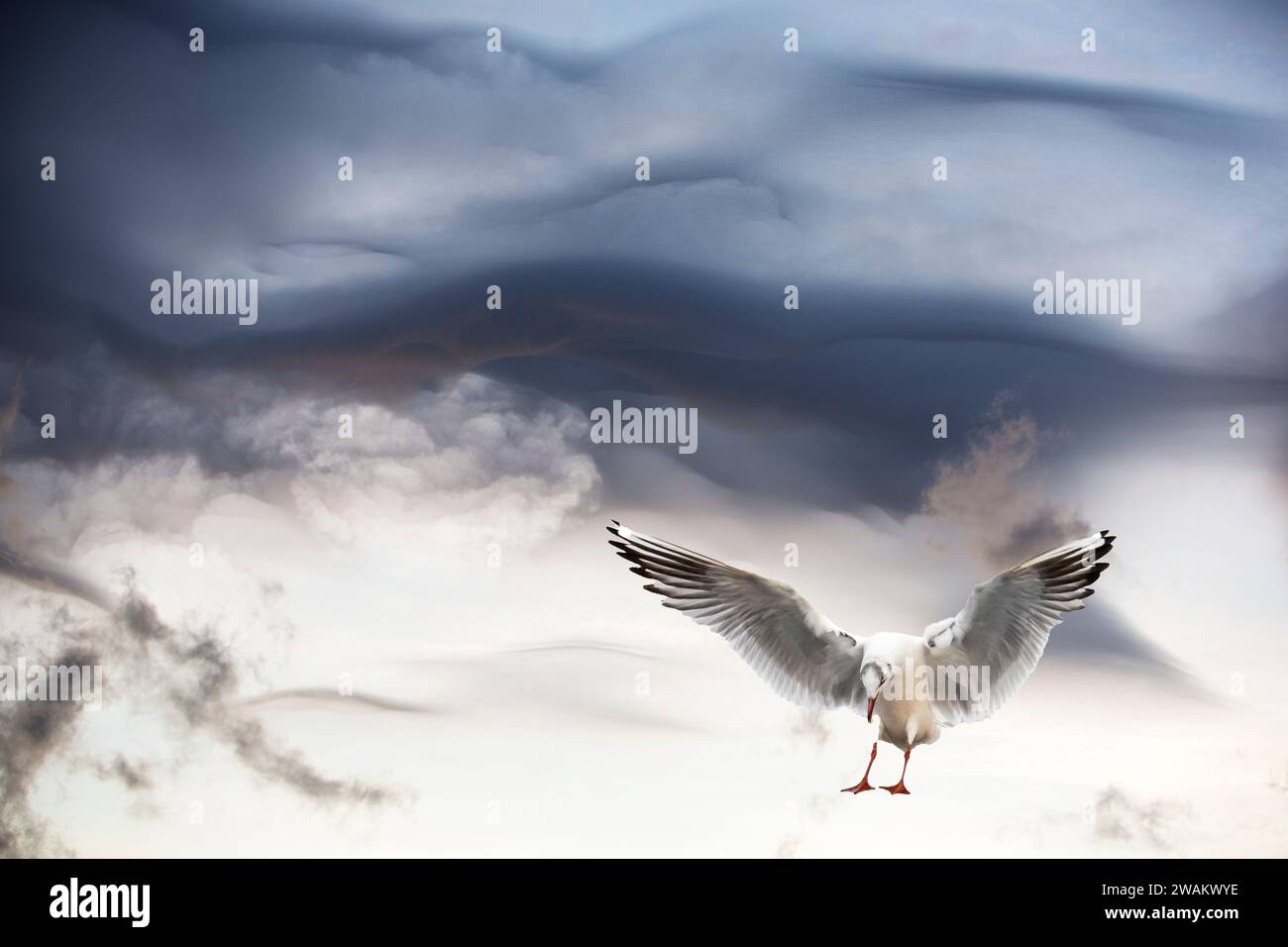 A Black Headed Gull; Chroicocephalus ridibundus; with weird shaped ...