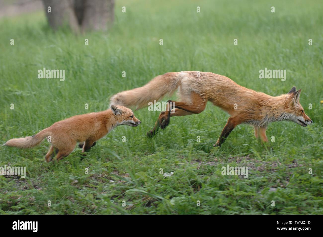 Mon and her Little Red Fox running in a meadow Stock Photo - Alamy
