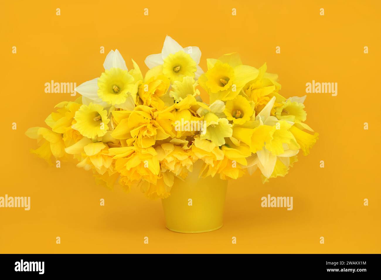 Spring Easter daffodil flower arrangement on yellow background ...