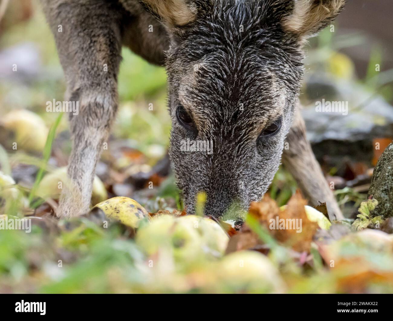Drewling hi-res stock photography and images - Alamy