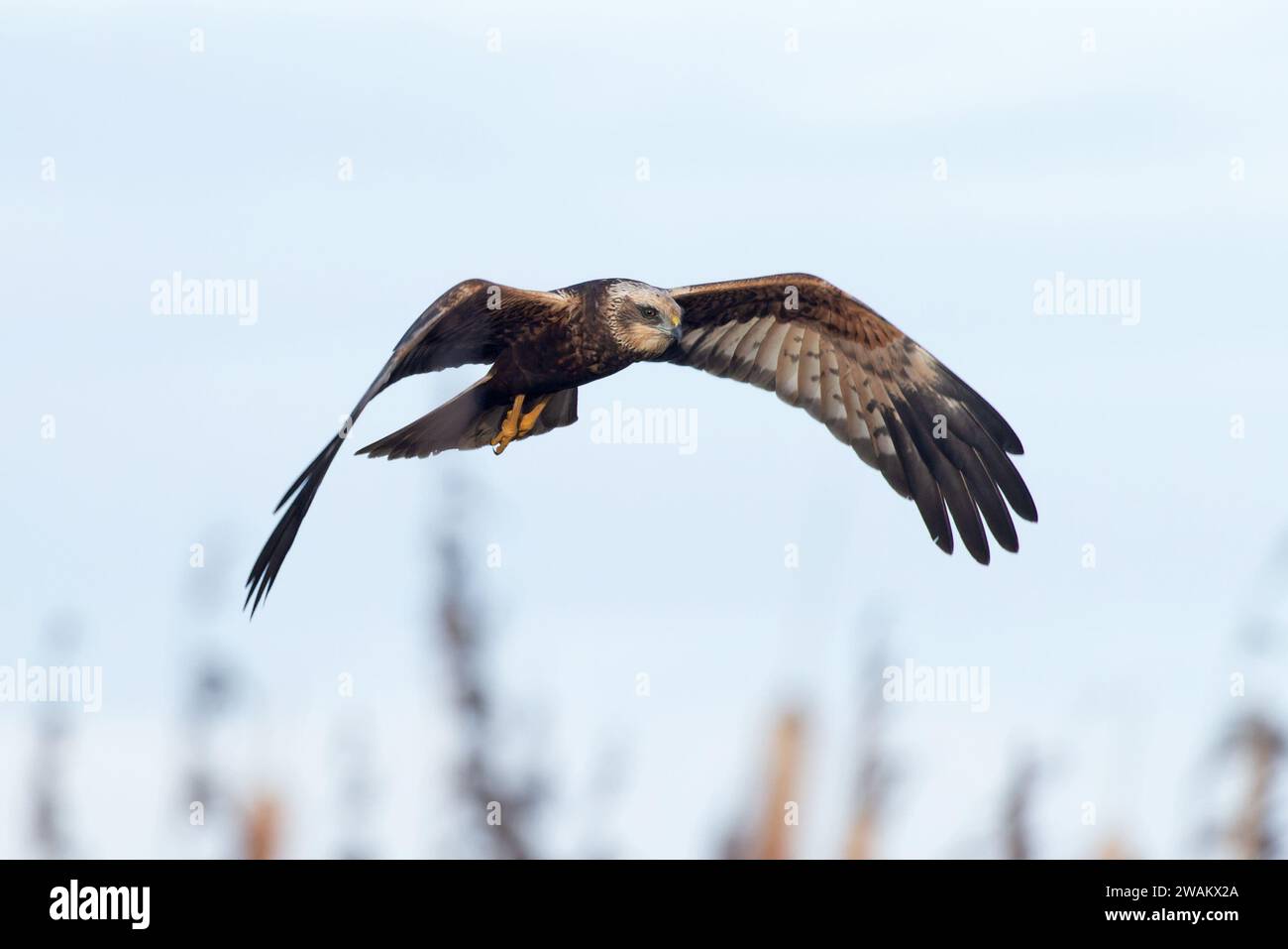 Marsh Harrier (Circus aeruginosus) male with female characteristics ...
