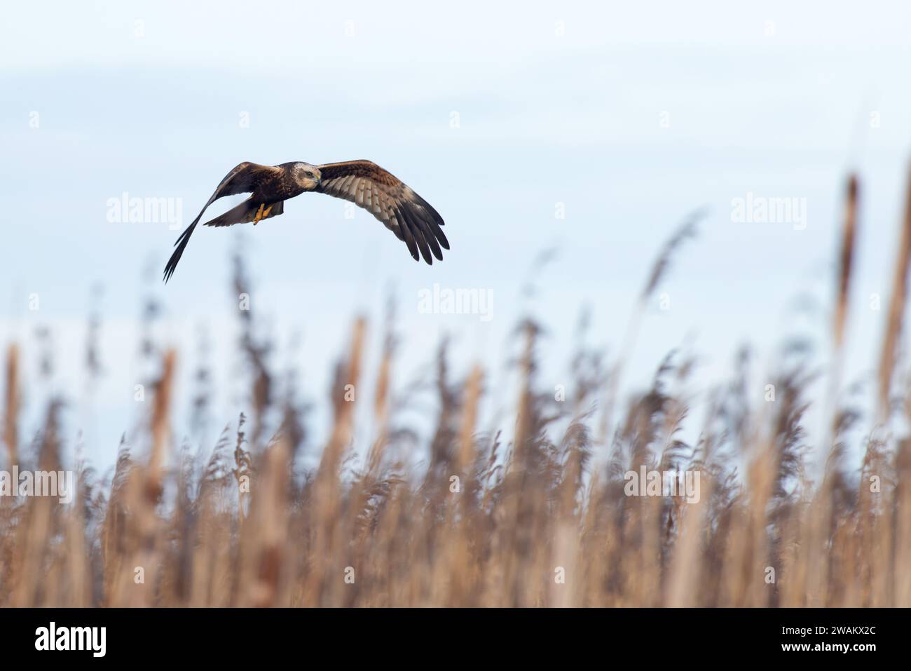 Marsh Harrier (Circus aeruginosus) male with female characteristics ...