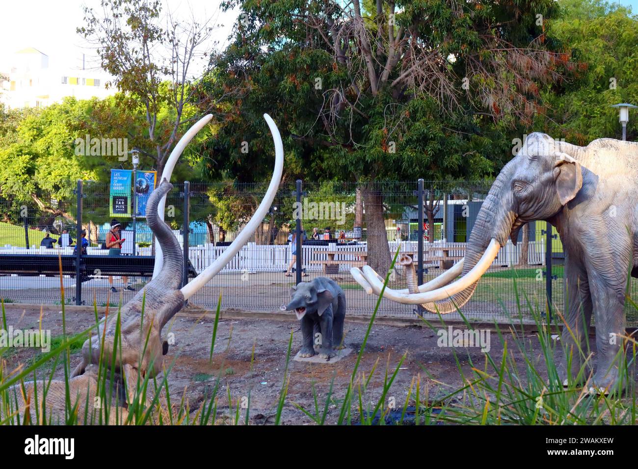 Los Angeles, California: LA BREA TAR PITS and Museum, one of the world ...