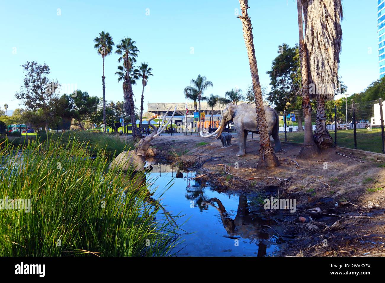 Los Angeles, California: LA BREA TAR PITS and Museum, one of the world ...