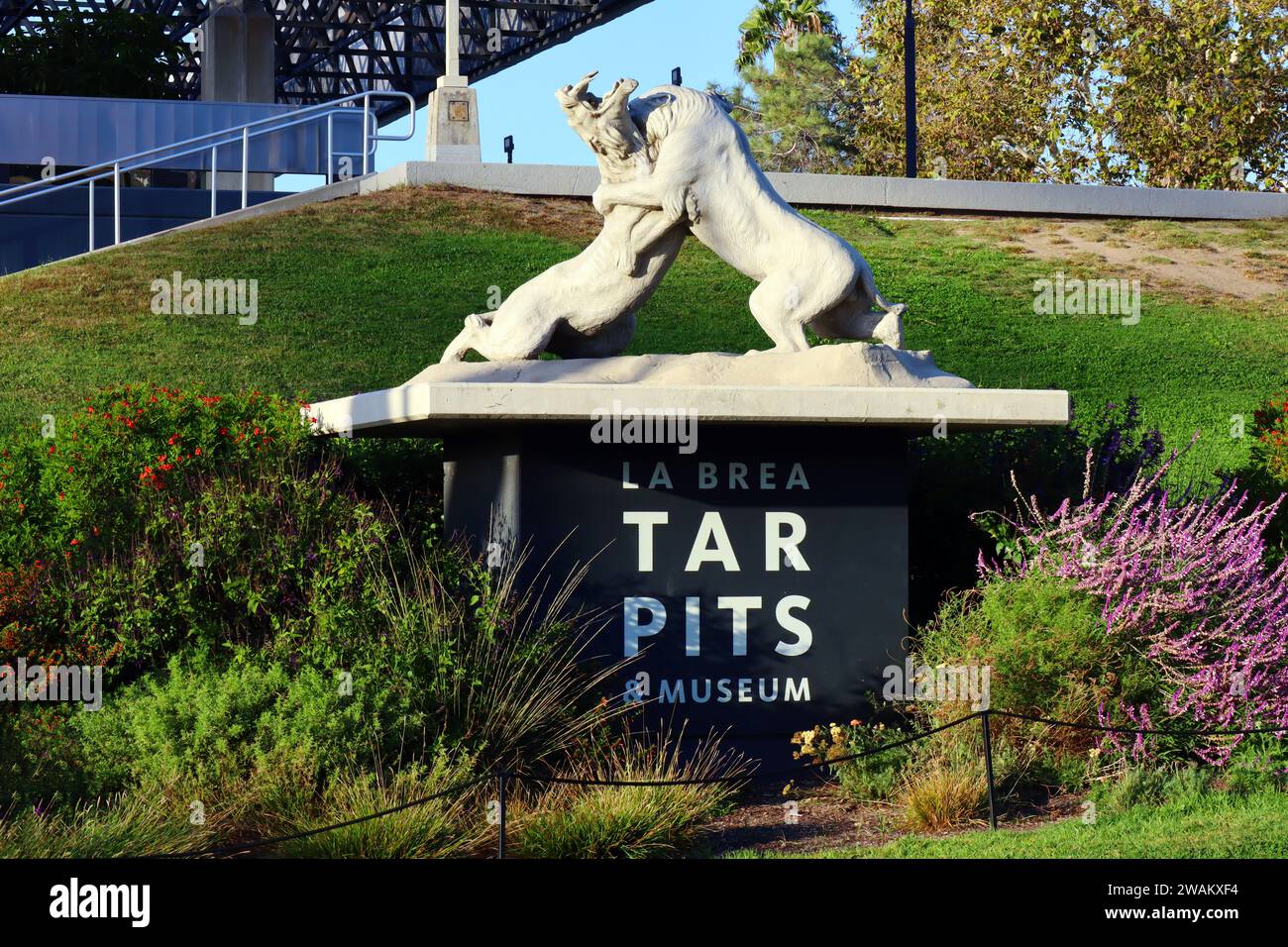 Los Angeles, California: LA BREA TAR PITS and Museum, one of the world ...