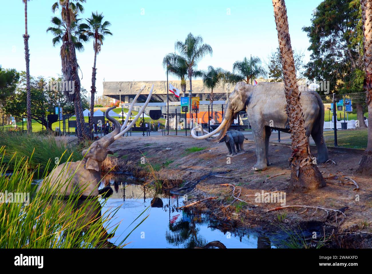 Los Angeles, California: LA BREA TAR PITS and Museum, one of the world ...
