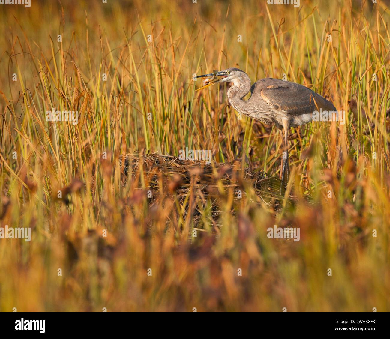Great blue heron eating fish hi-res stock photography and images - Alamy