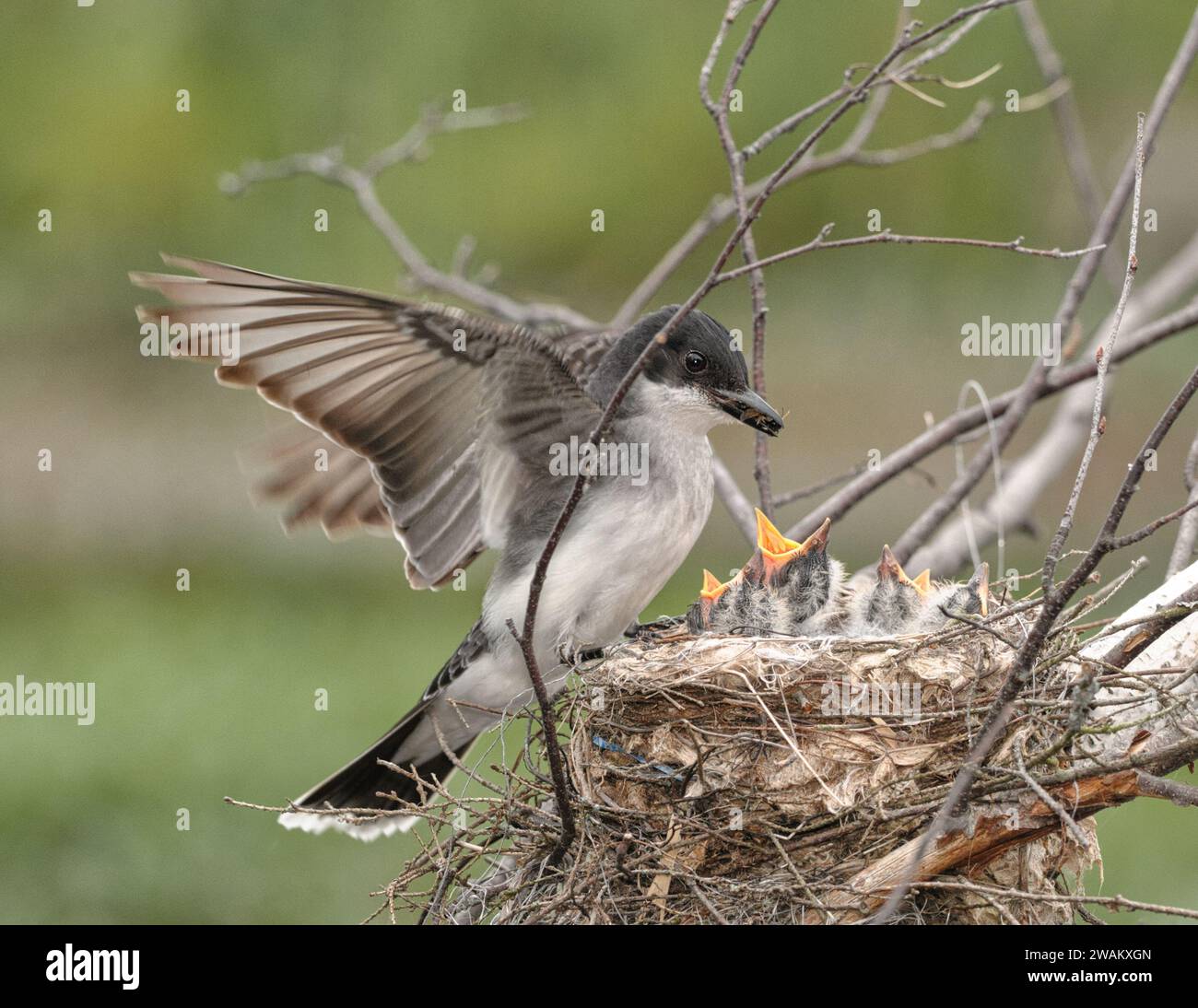 Eastern Kingbird An Insert In Ils Beak On Ils Nest Stock Photo Alamy