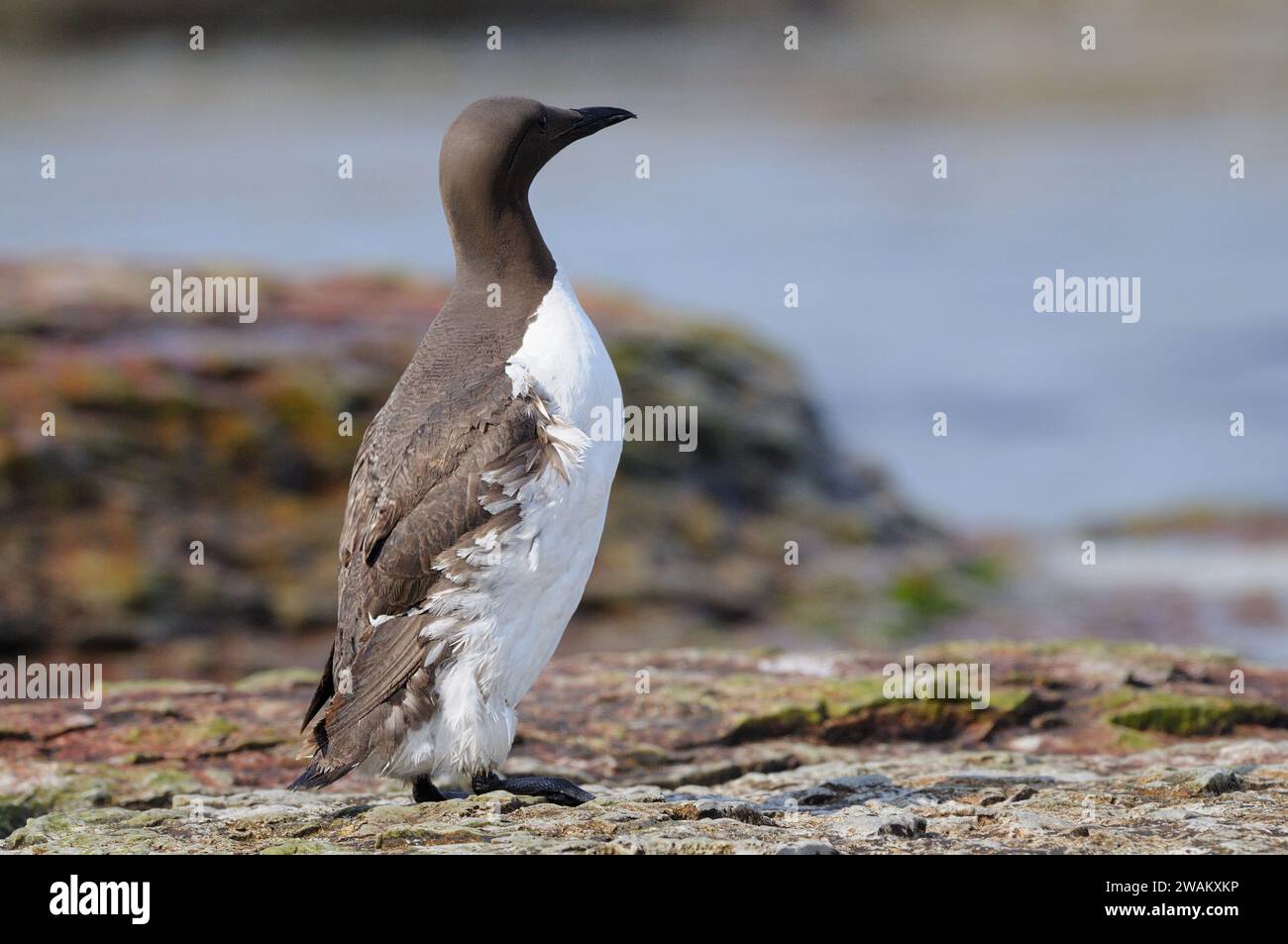 Common murre on rock hi-res stock photography and images - Alamy