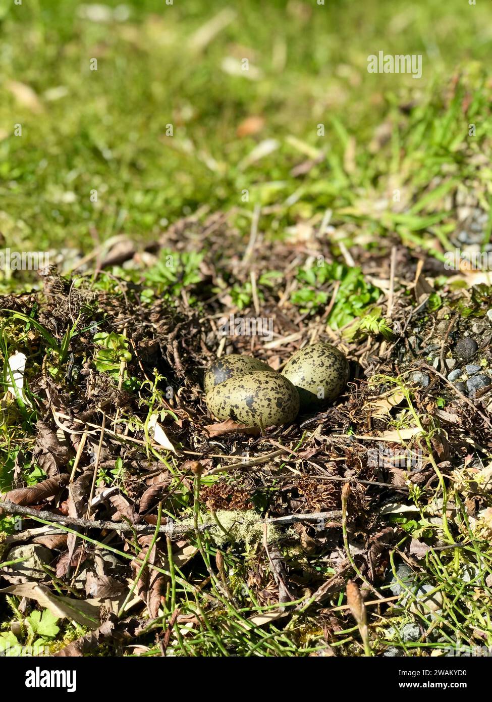 Ground lapwing nest hi-res stock photography and images - Alamy