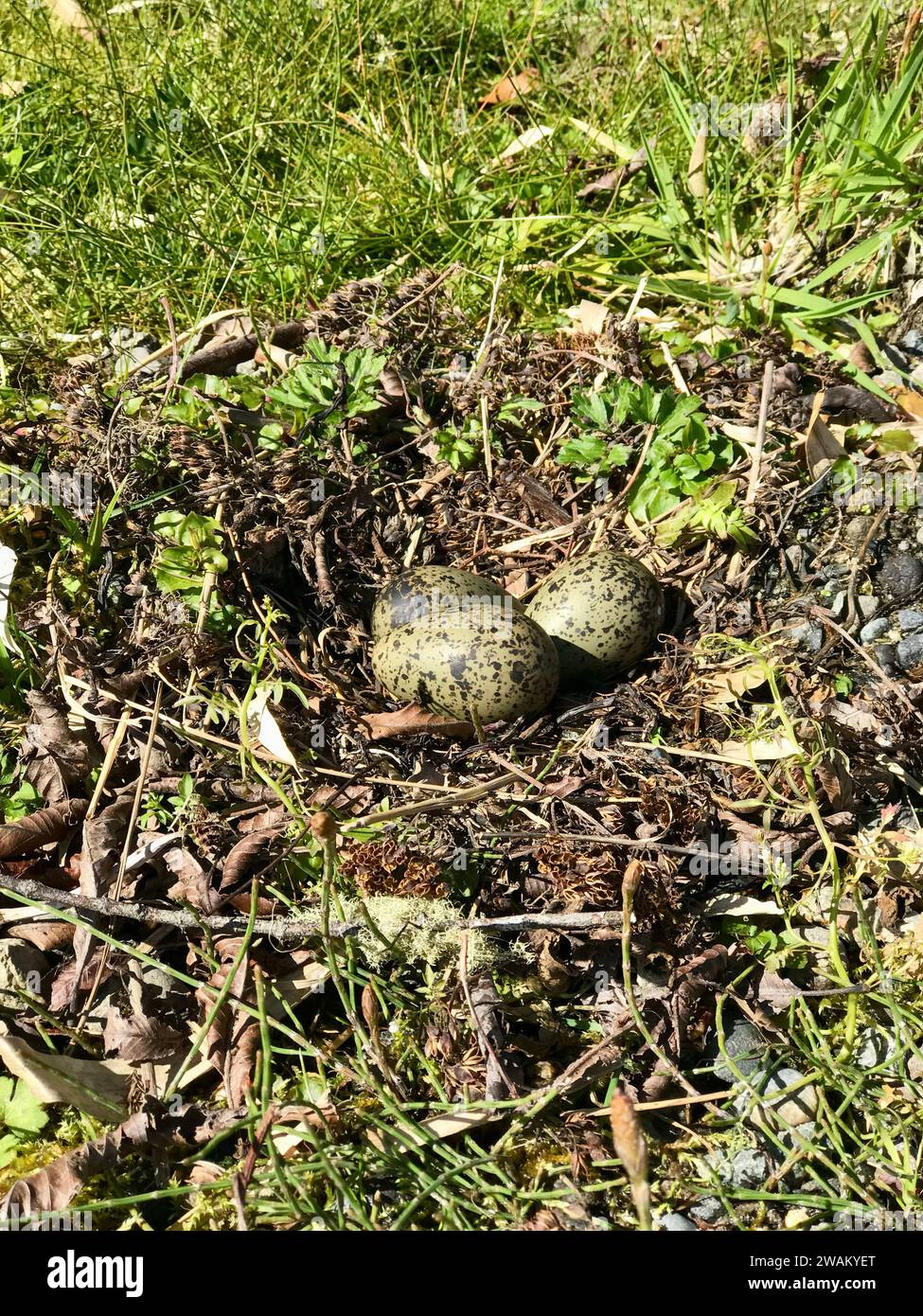 A closeup shot of a Southern lapwing's nest with eggs. Vanellus ...
