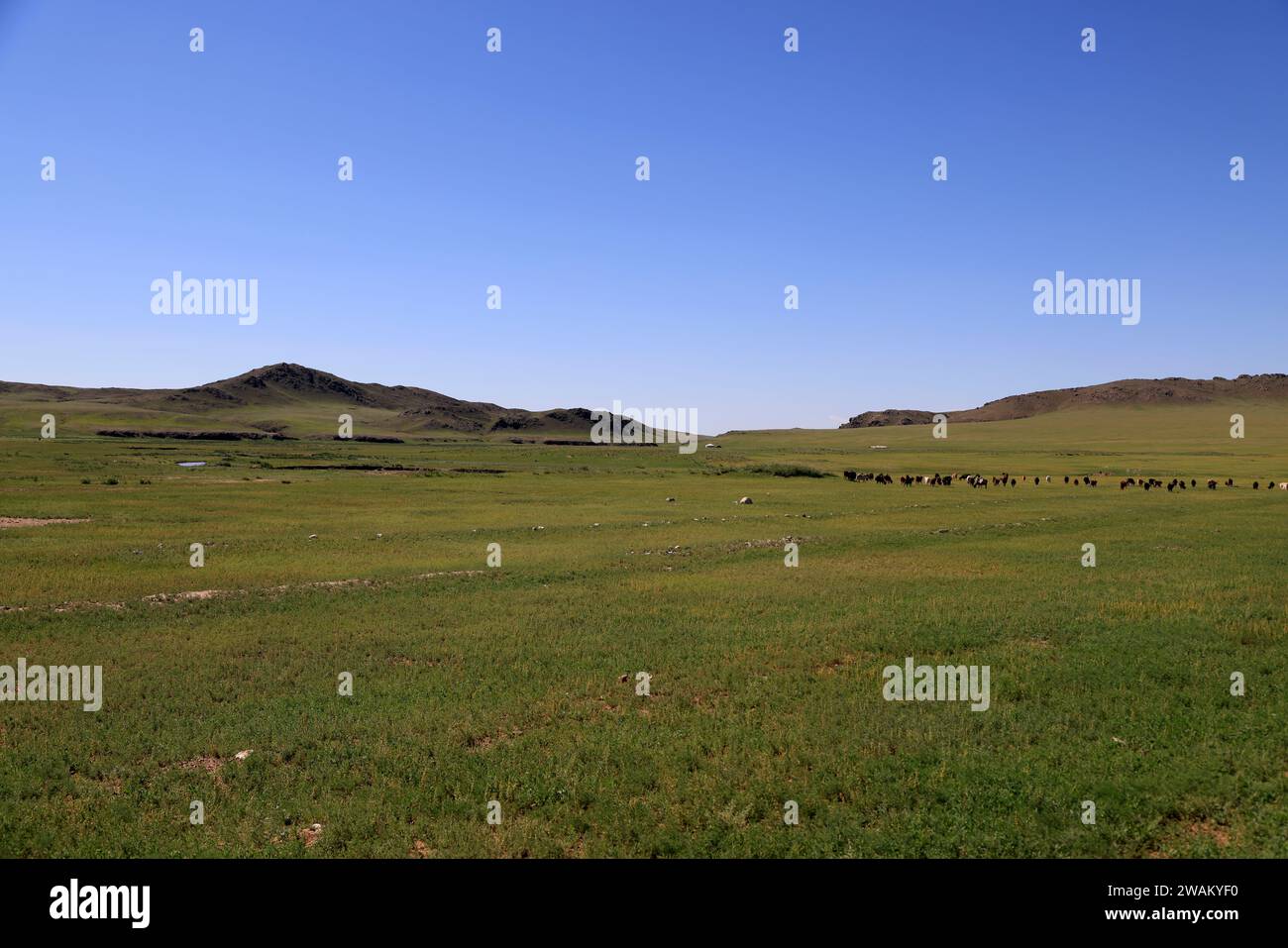 The green Mongolian steppes in summer Stock Photo - Alamy