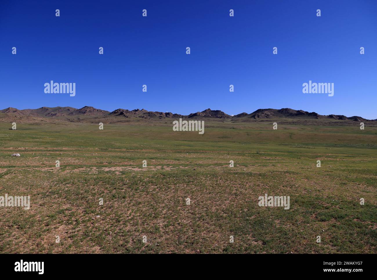 The green Mongolian steppes in summer Stock Photo - Alamy