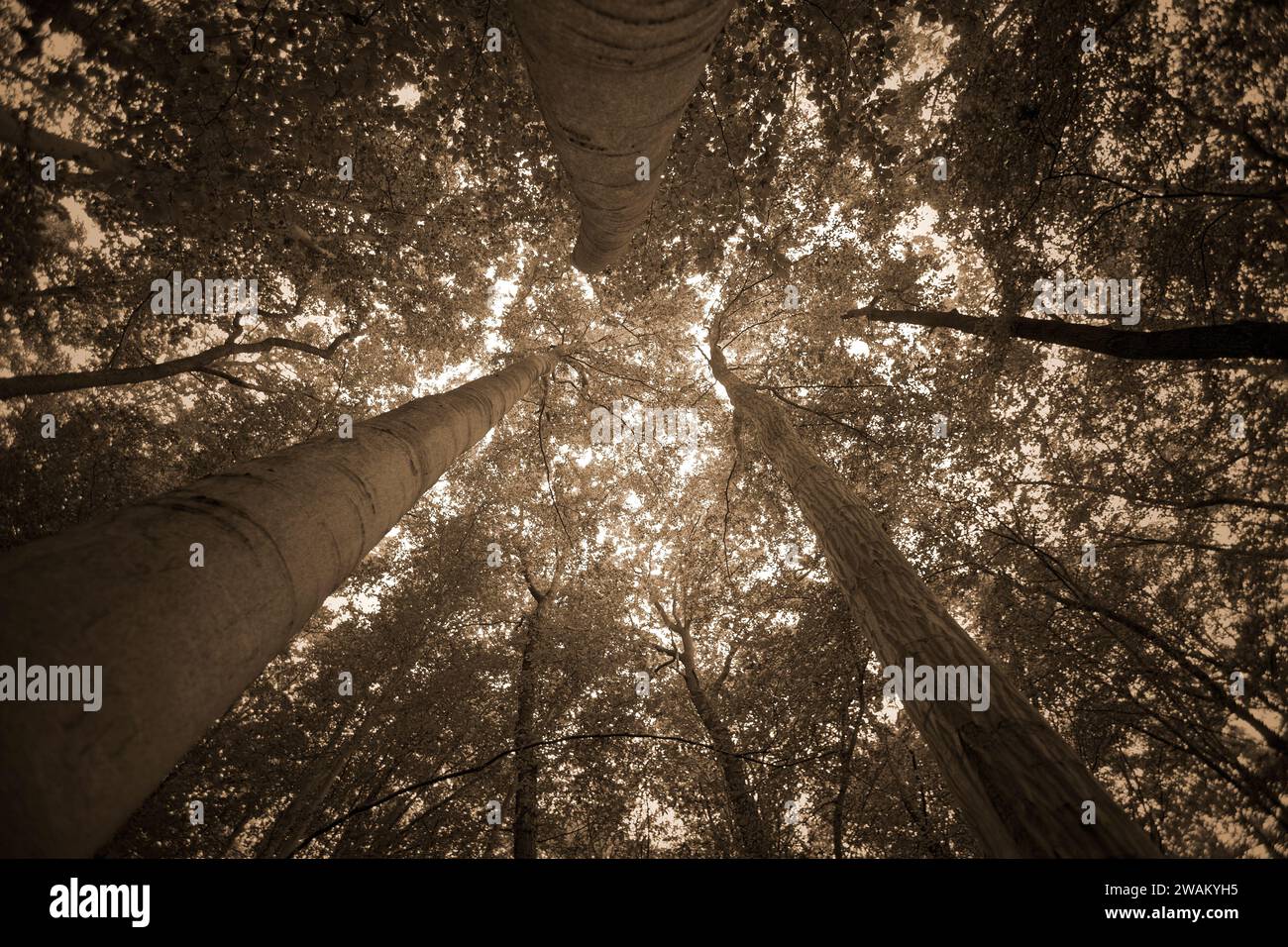 Beech forest view hi-res stock photography and images - Alamy