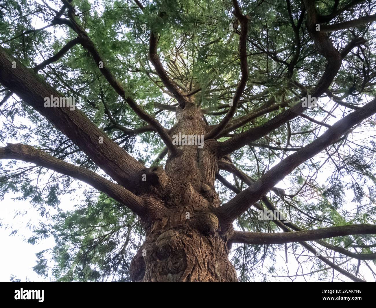 A large conifer in Ulverston, Cumbria, UK Stock Photo - Alamy