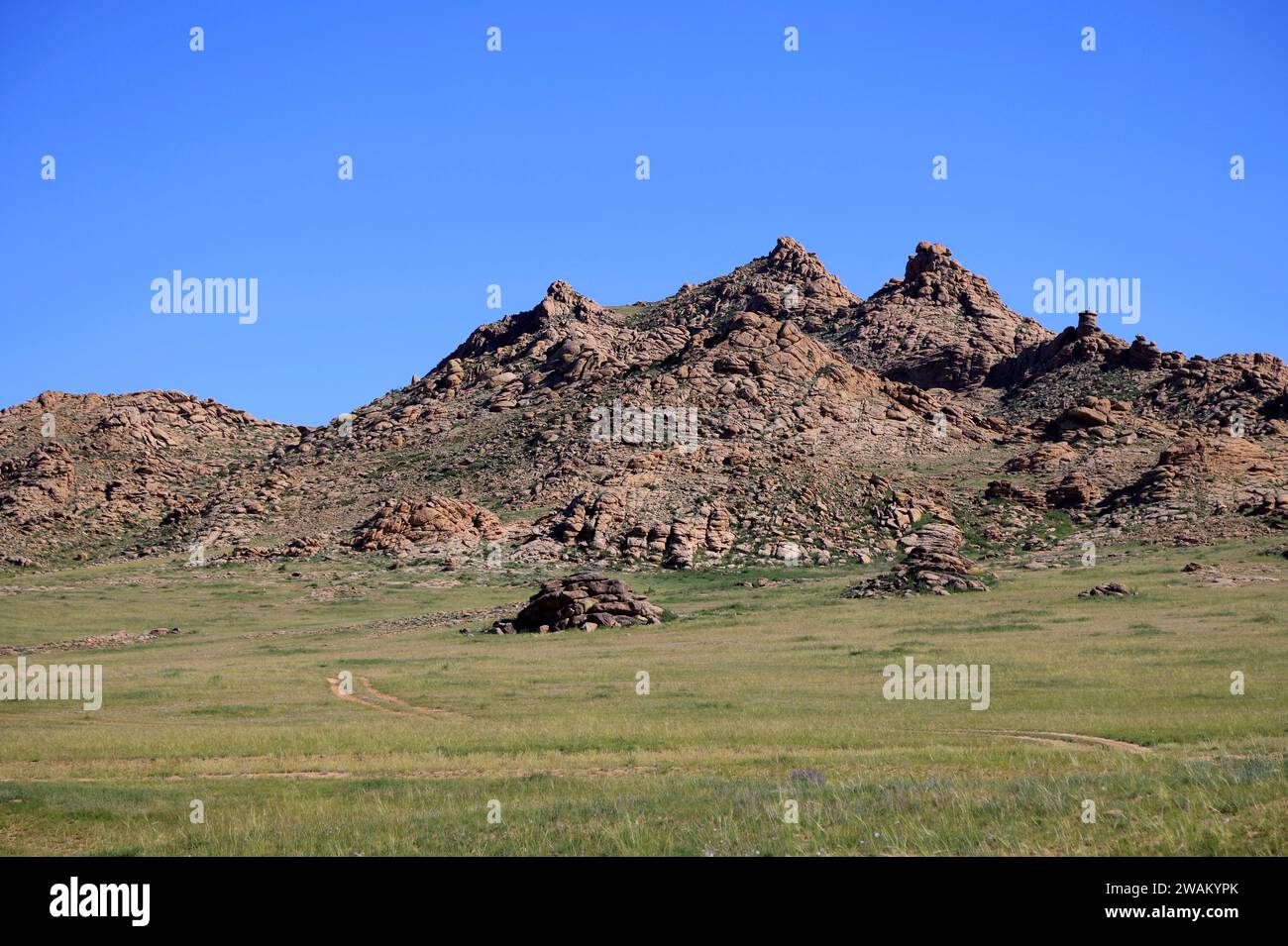 The green Mongolian steppes in summer Stock Photo - Alamy