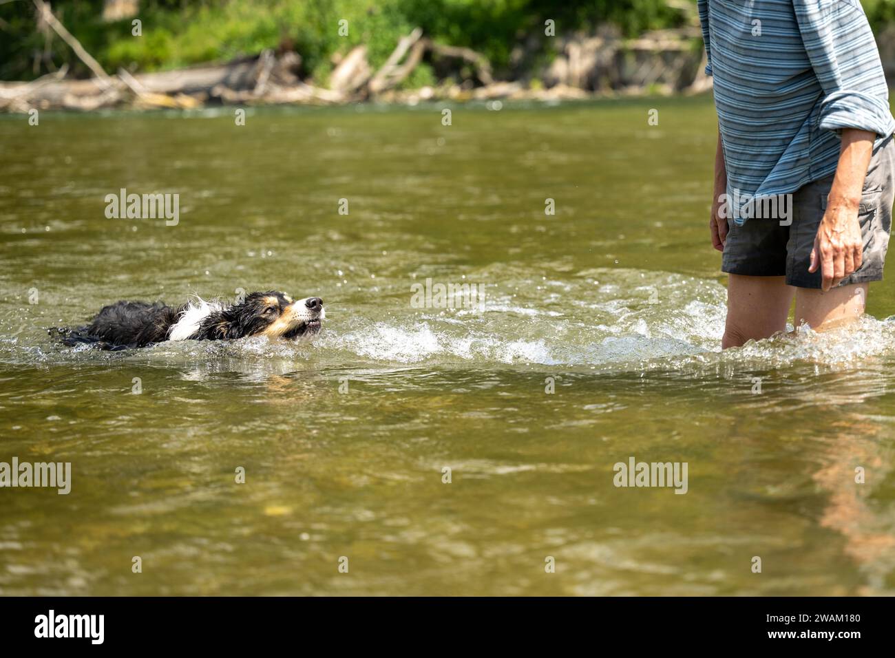 Border Collie. European dog owner is playing in water with his obedient ...