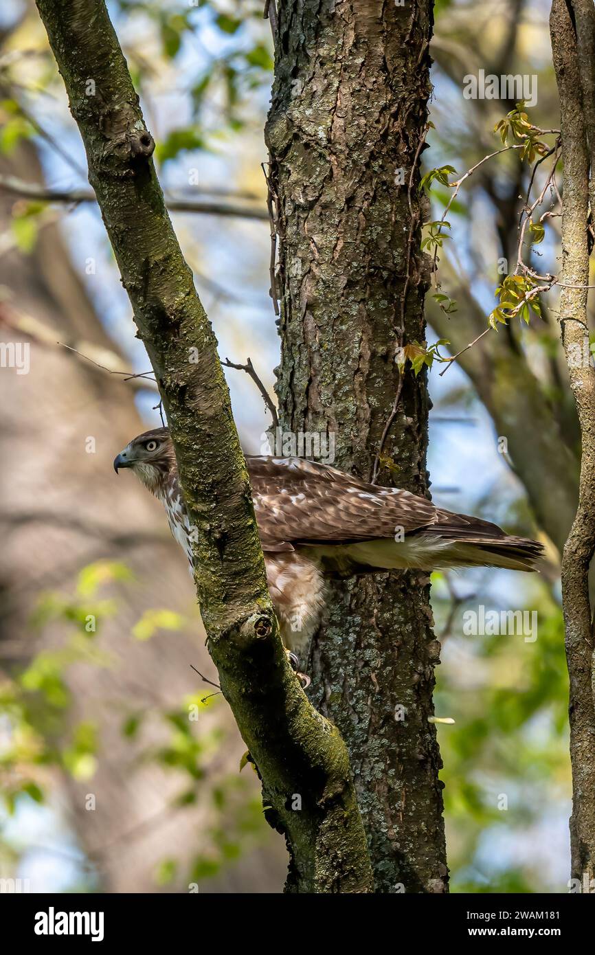 A Red-tailed Hawk (Buteo jamaicensis) looking for food from a tree ...