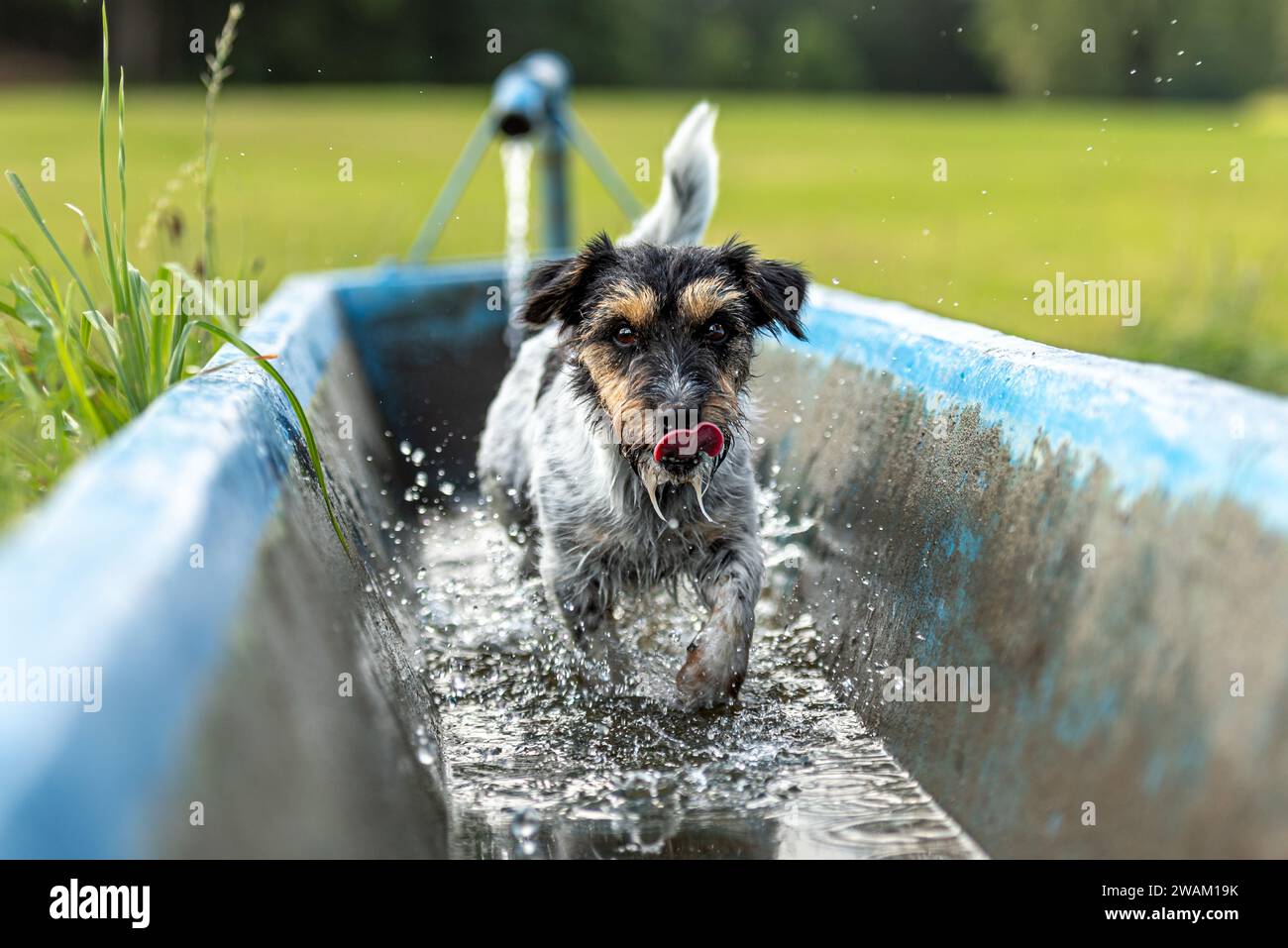 cute little jack russell terrier dog is on a hot summer day in a kneipp ...