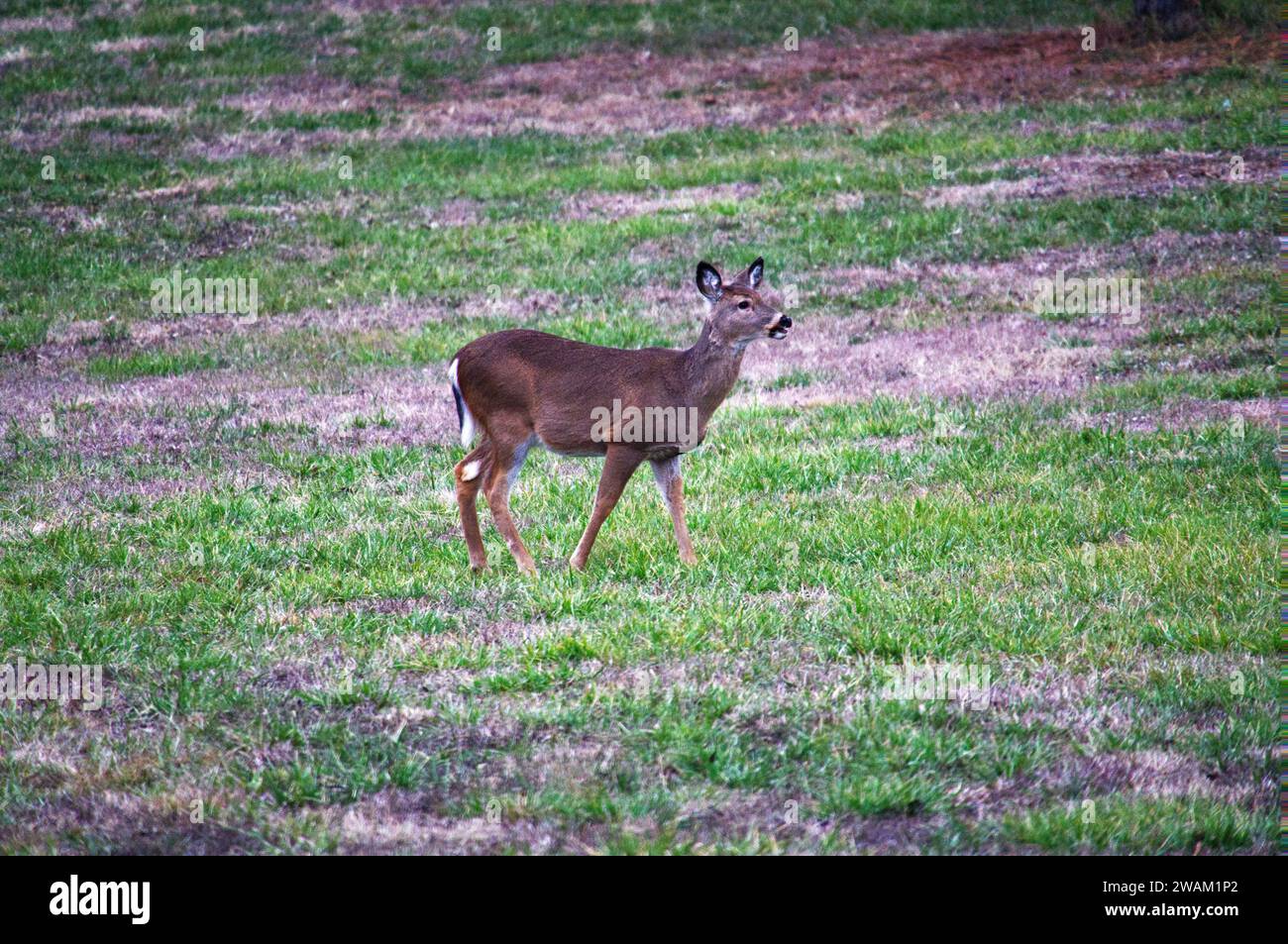Graceful deer stands hi-res stock photography and images - Alamy