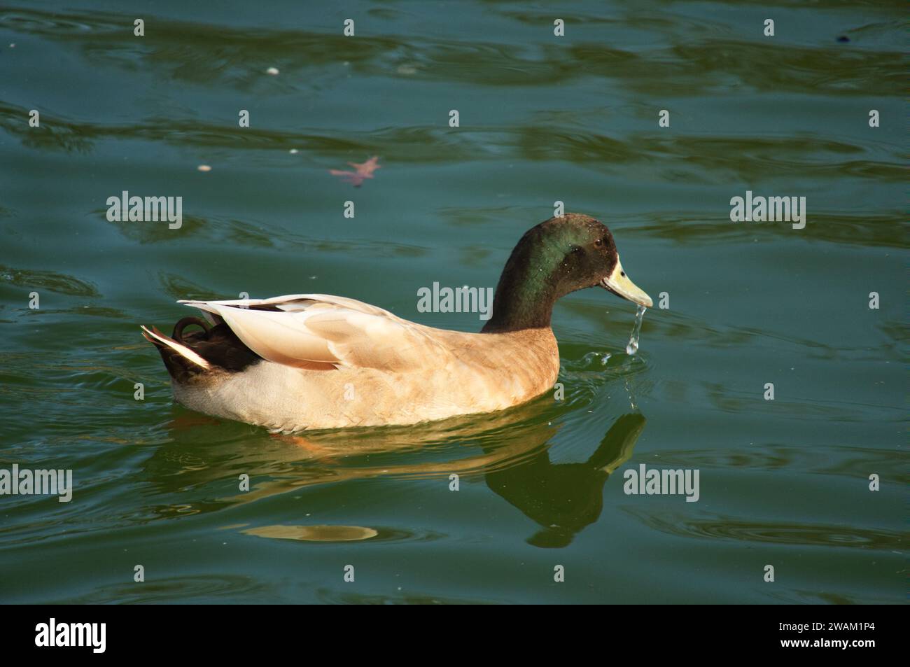 A mallard duck gliding through a pond of emerald-green water Stock ...