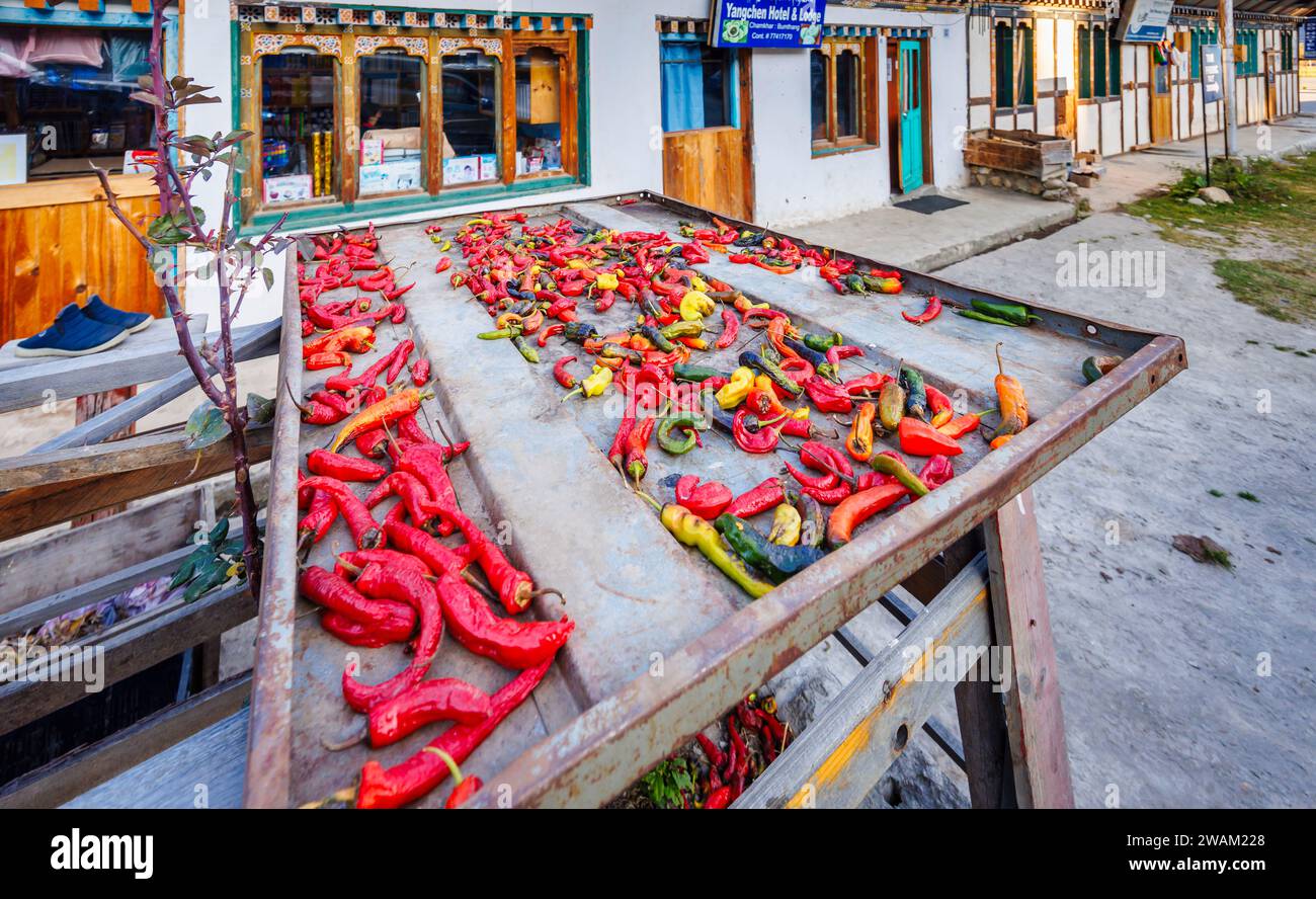 Sun dried red chillies peppers laid out drying in the open air outside ...