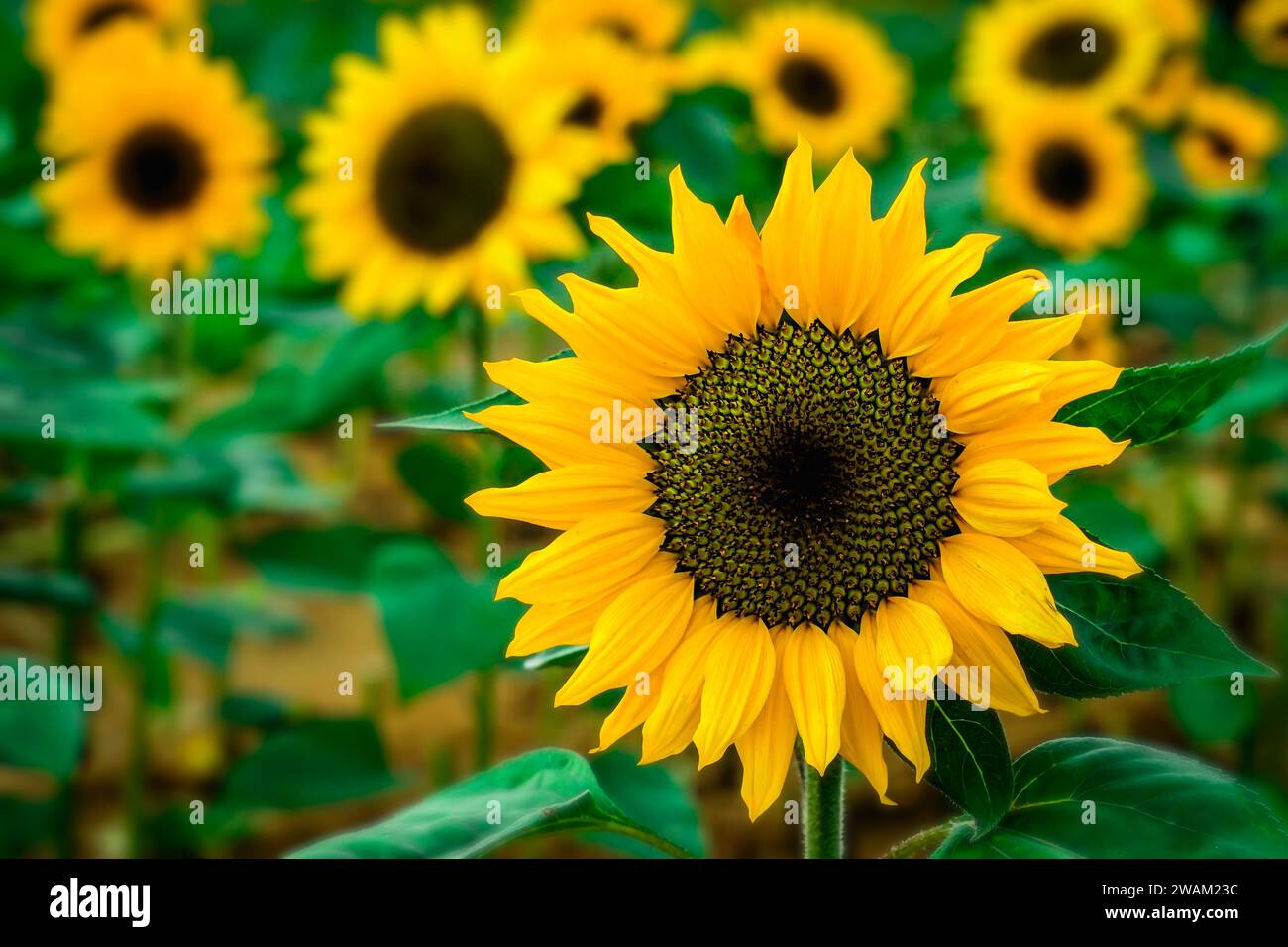 Weather picture of sunflower hi-res stock photography and images - Alamy