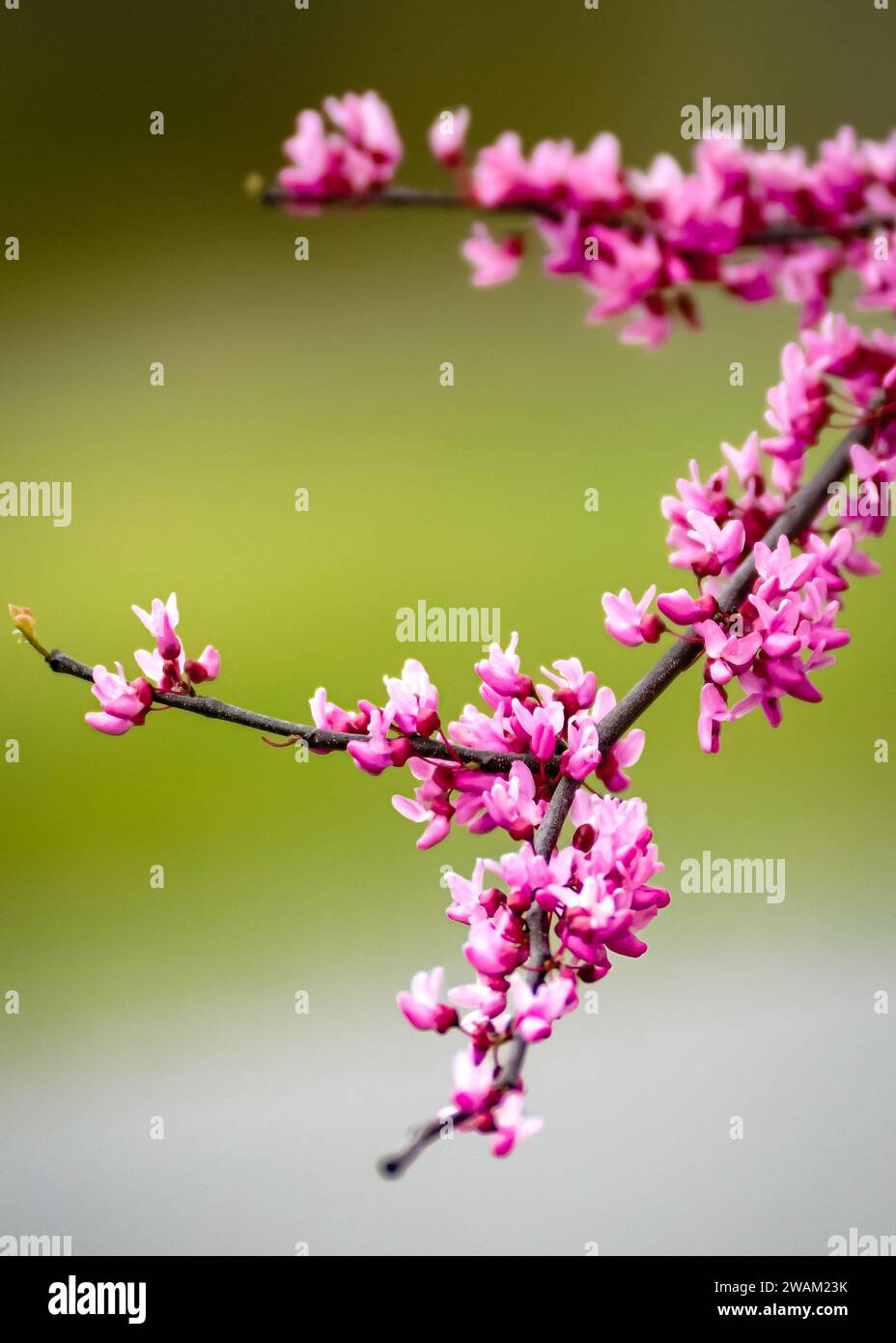 Beautiful purple pink flowering tree with a blurred green background ...
