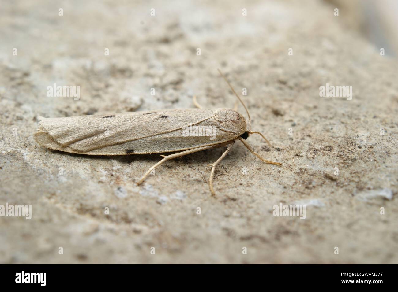 Closeup on the grey to lightbrown dotted footman moth, Pelosia muscerda ...