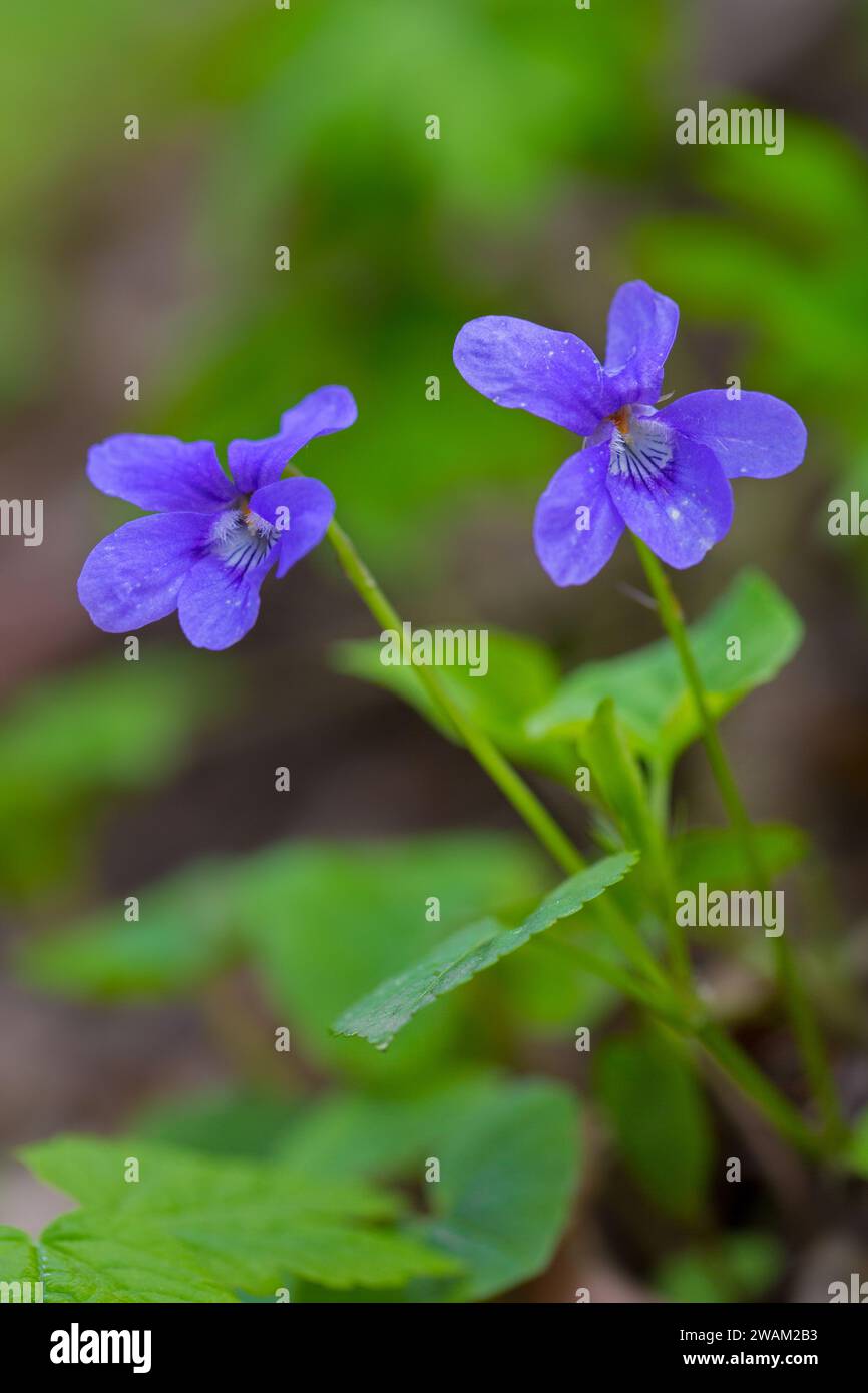 Early dog-violet / pale wood violets (Viola reichenbachiana / Viola ...