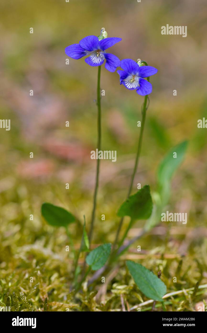 Wood violets hi-res stock photography and images - Alamy