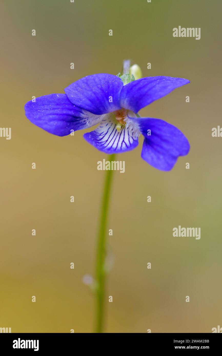 Early dog-violet / pale wood violet (Viola reichenbachiana / Viola ...