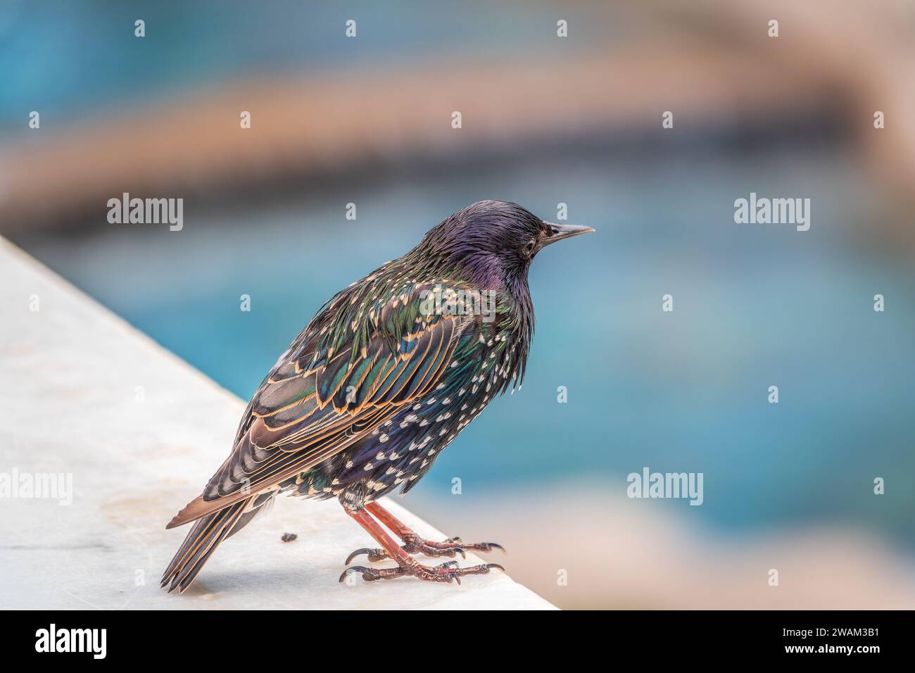 The common starling or Sturnus vulgaris or the European starling is a ...