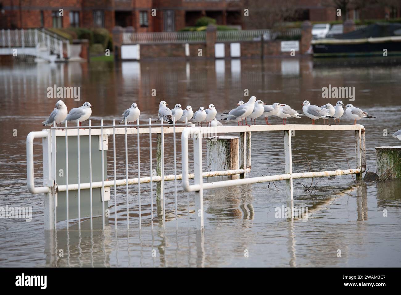 Marlow, UK. 5th January, 2024. The River Thames has burst it's banks in ...