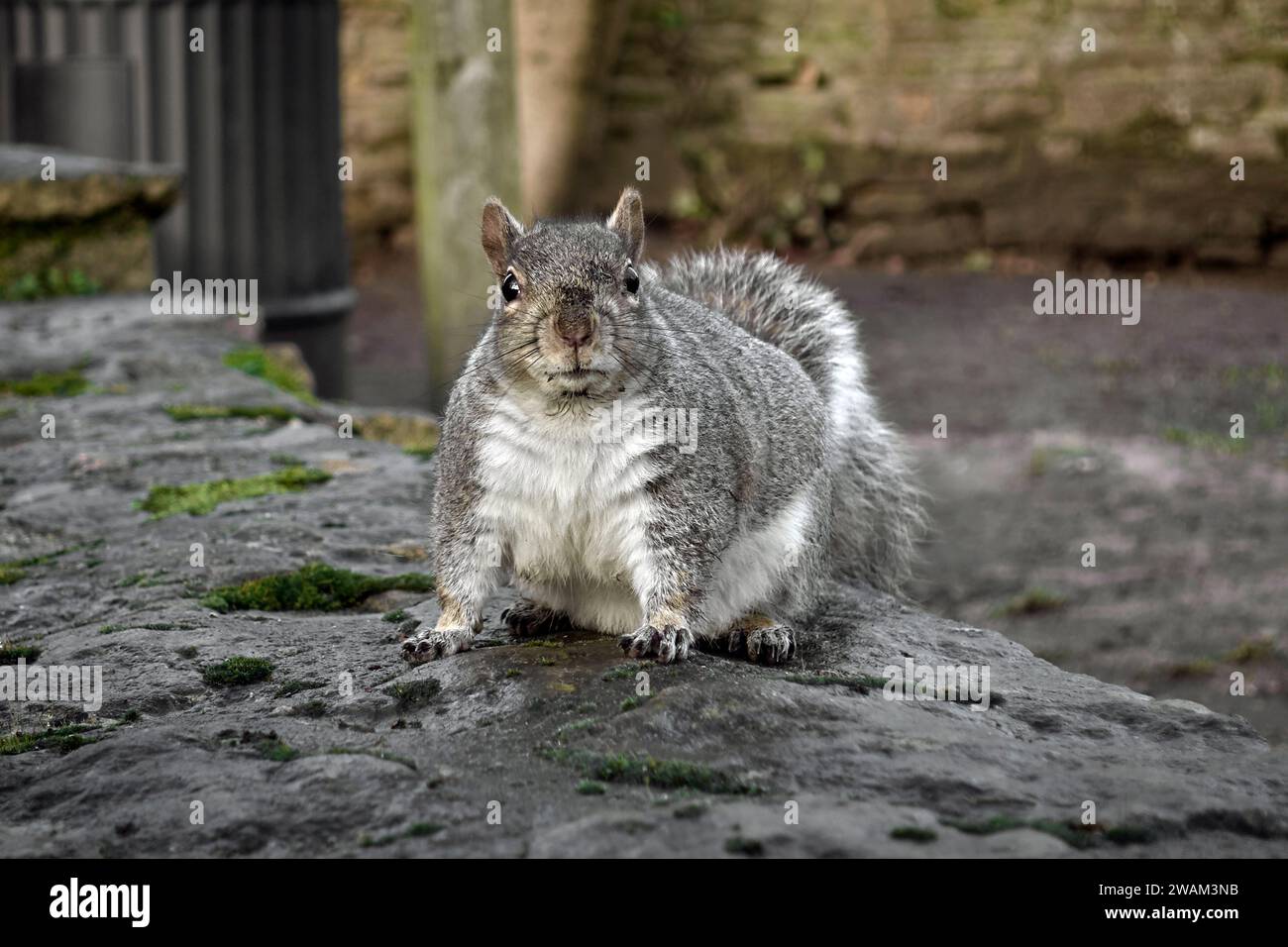 Tame animal hi-res stock photography and images - Alamy