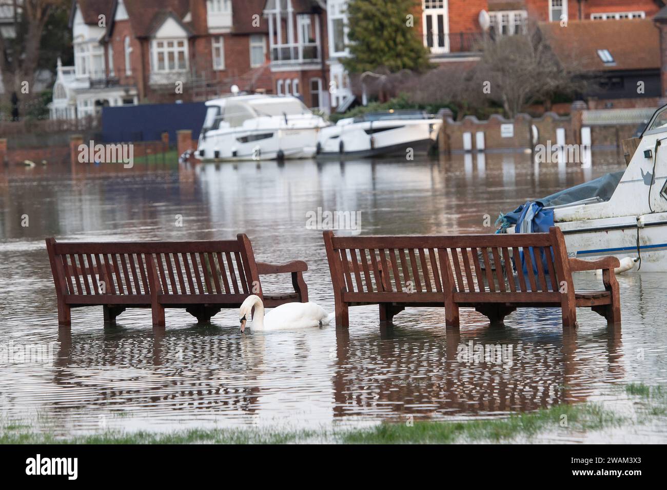 Marlow, UK. 5th January, 2024. Swans swim in floodwater in Higginson ...
