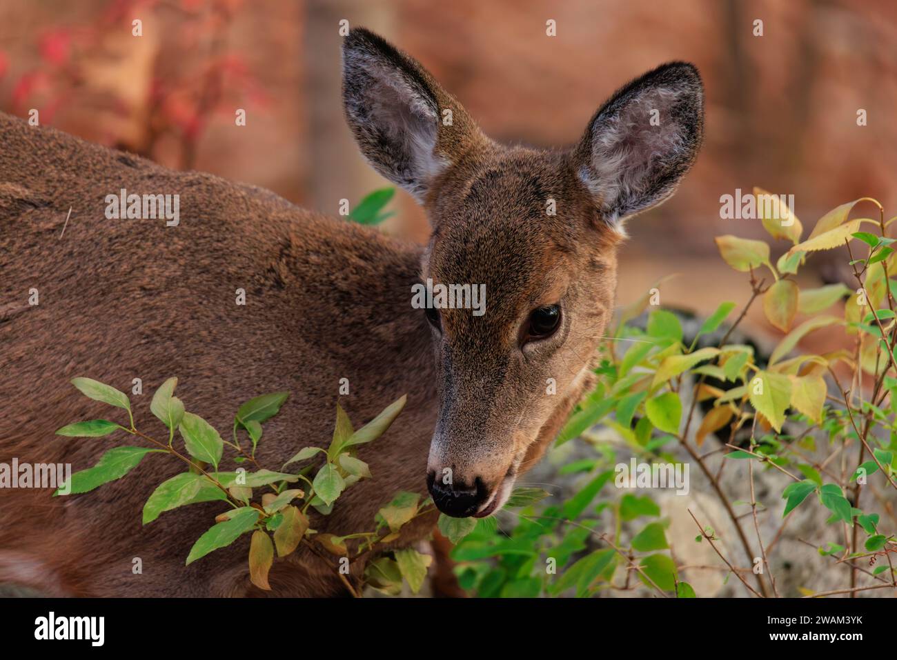 Portrait of white-tailed deer doe walking and eating in the woods in ...