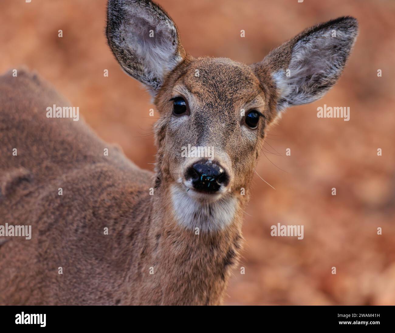 Portrait of white-tailed deer doe walking and eating in the woods in ...
