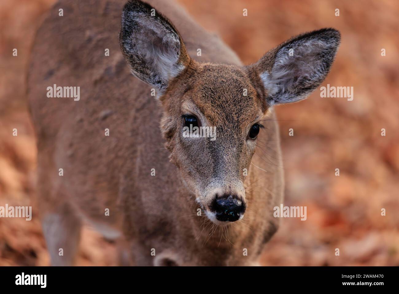 Portrait of white-tailed deer doe walking and eating in the woods in ...